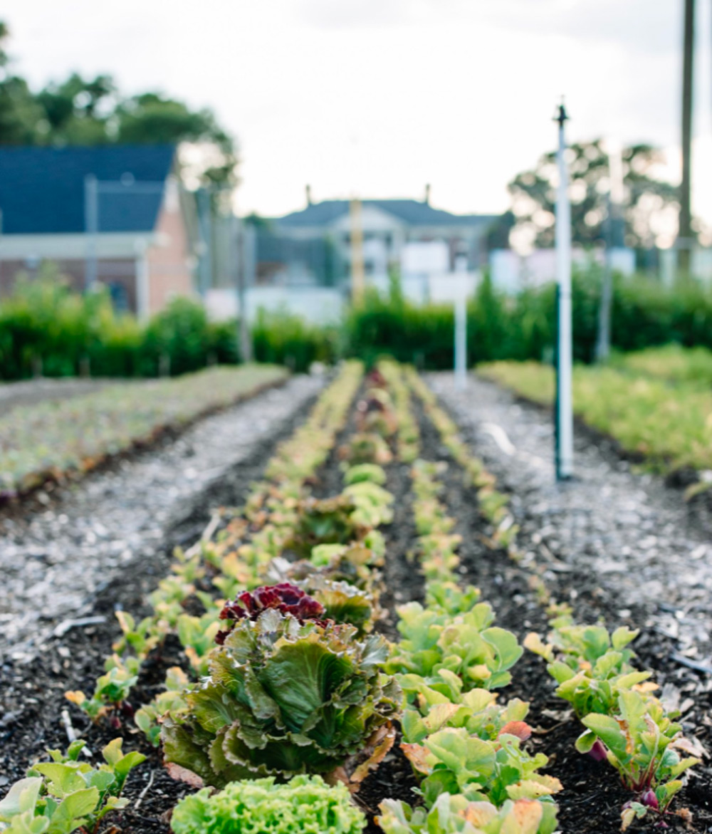 Rooted in Raleigh: How this small urban farm is making a big community ...